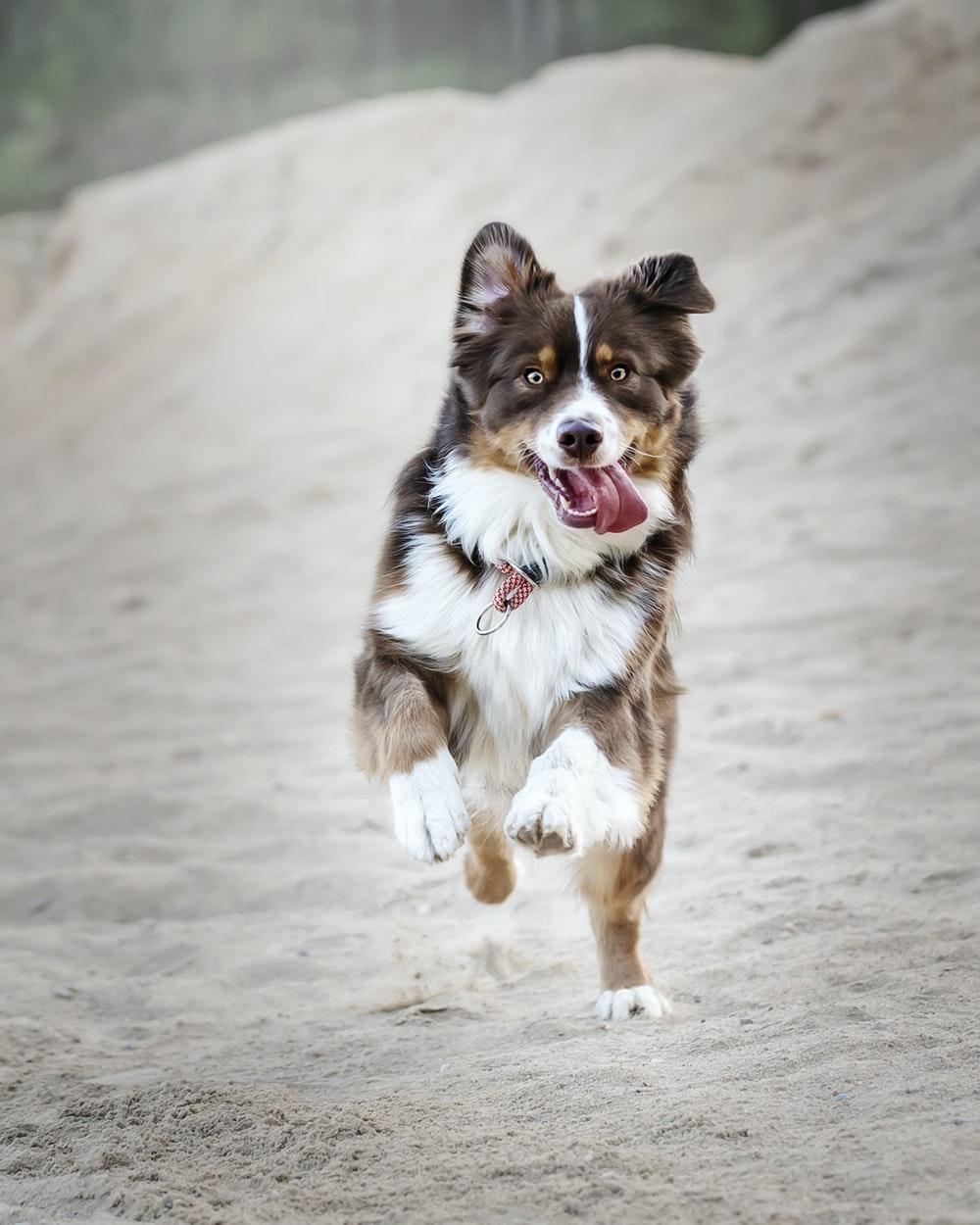 Dog Running Wallpapers - Top Free Dog Running Backgrounds - WallpaperAccess