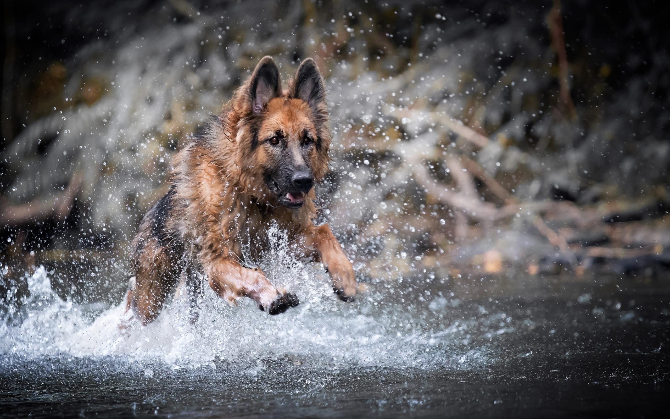 Dog Running Wallpapers - Top Free Dog Running Backgrounds - WallpaperAccess