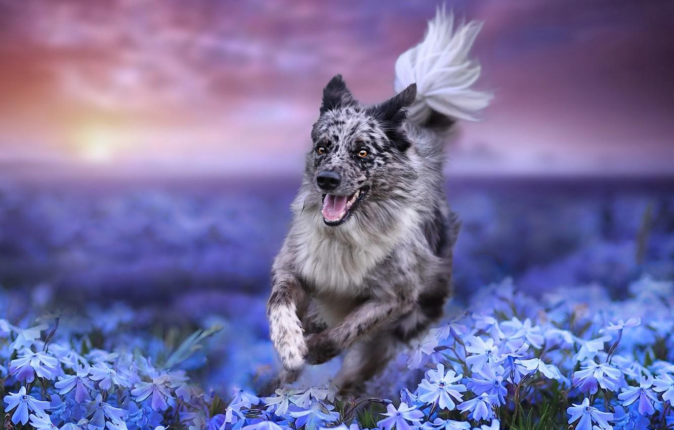 Dog Running Wallpapers - Top Free Dog Running Backgrounds - WallpaperAccess