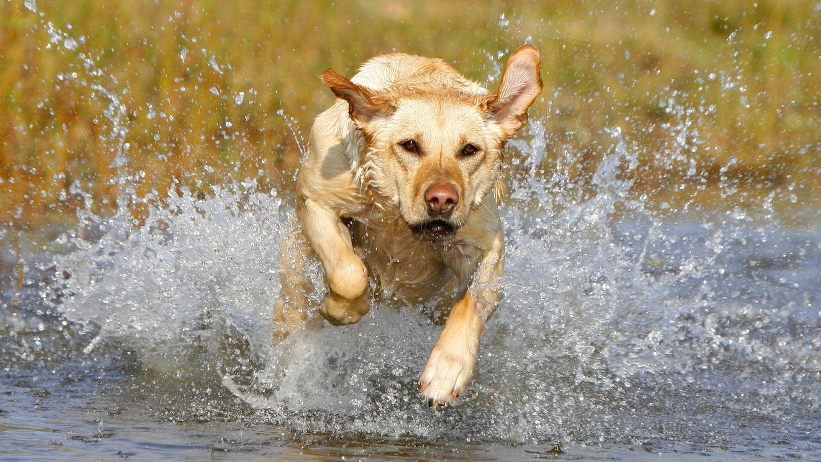 Dog Running Wallpapers - Top Free Dog Running Backgrounds - WallpaperAccess