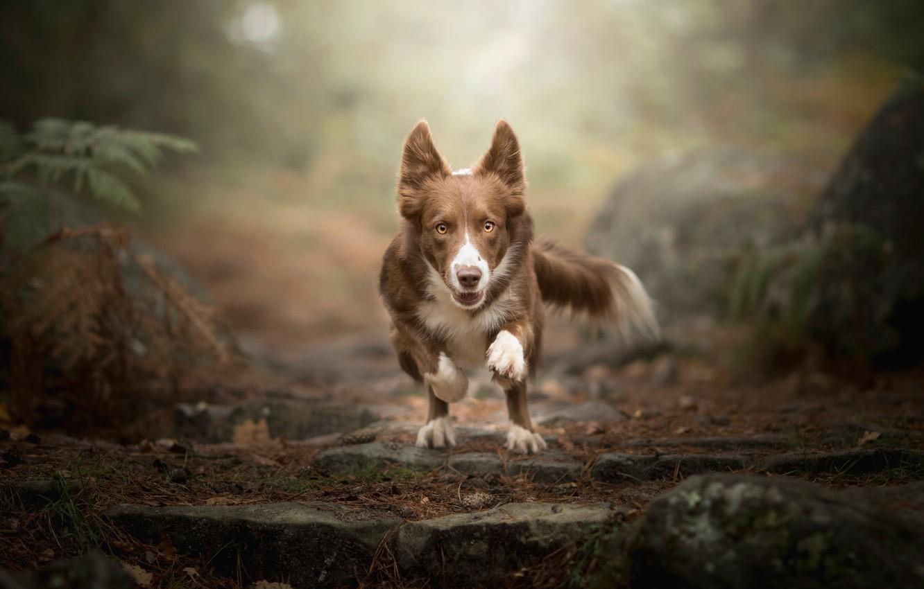 Dog Running Wallpapers - Top Free Dog Running Backgrounds - WallpaperAccess