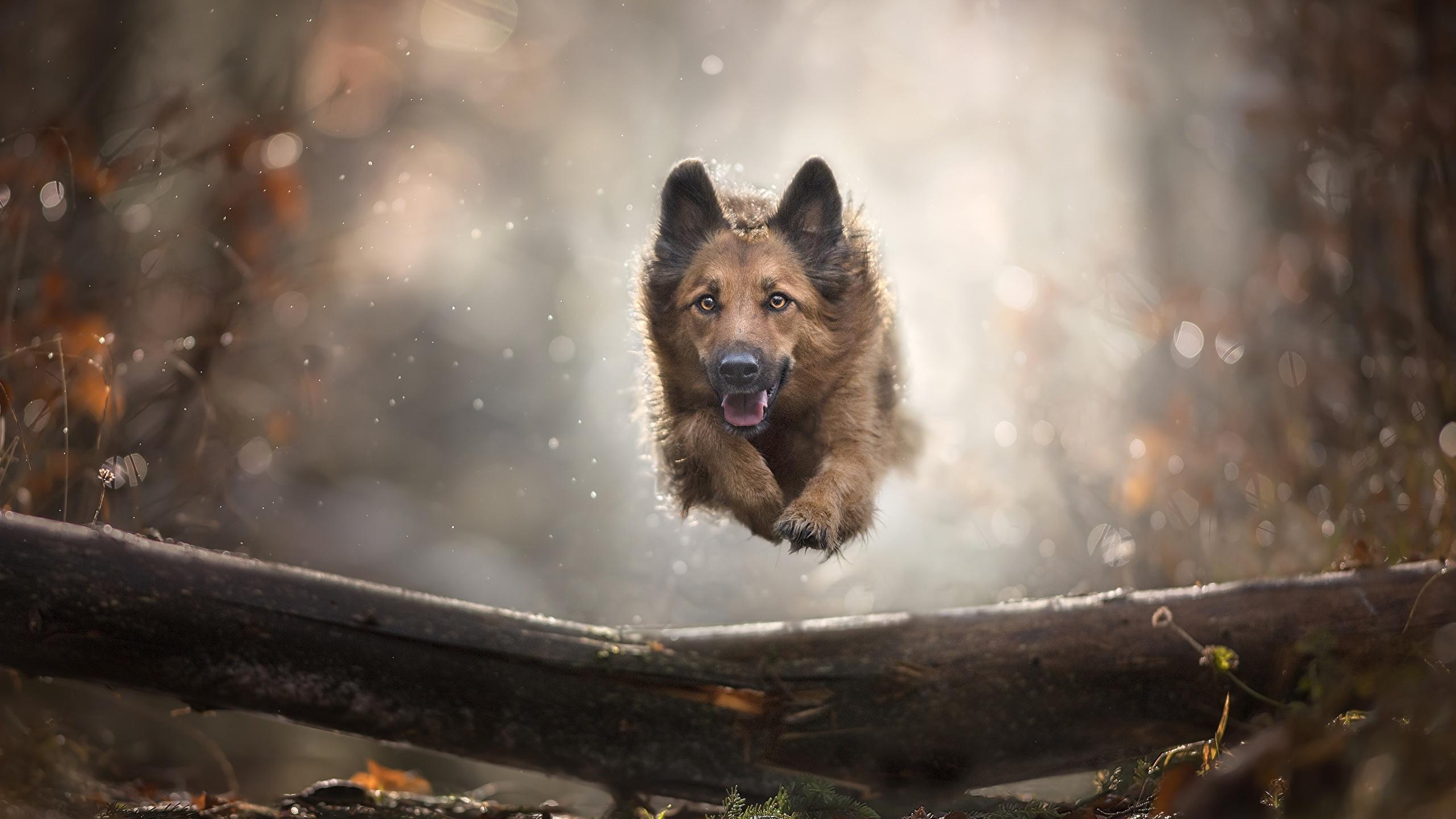 Dog Running Wallpapers - Top Free Dog Running Backgrounds - WallpaperAccess