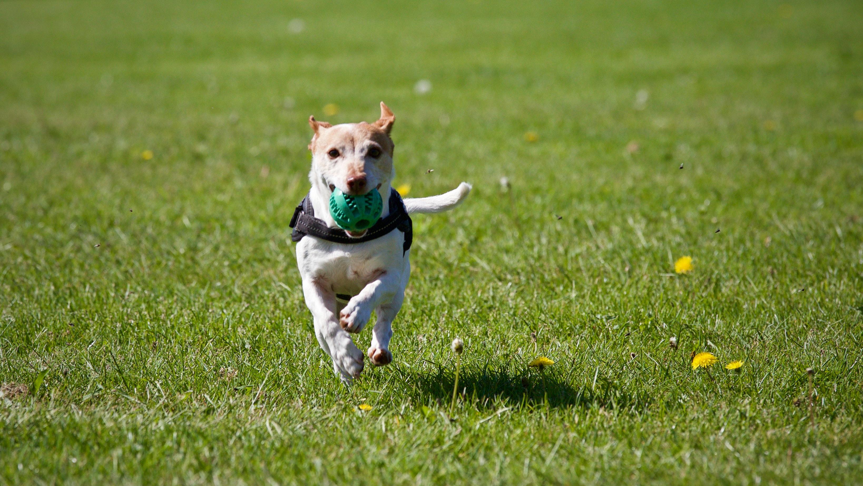Dog Running Wallpapers - Top Free Dog Running Backgrounds - WallpaperAccess