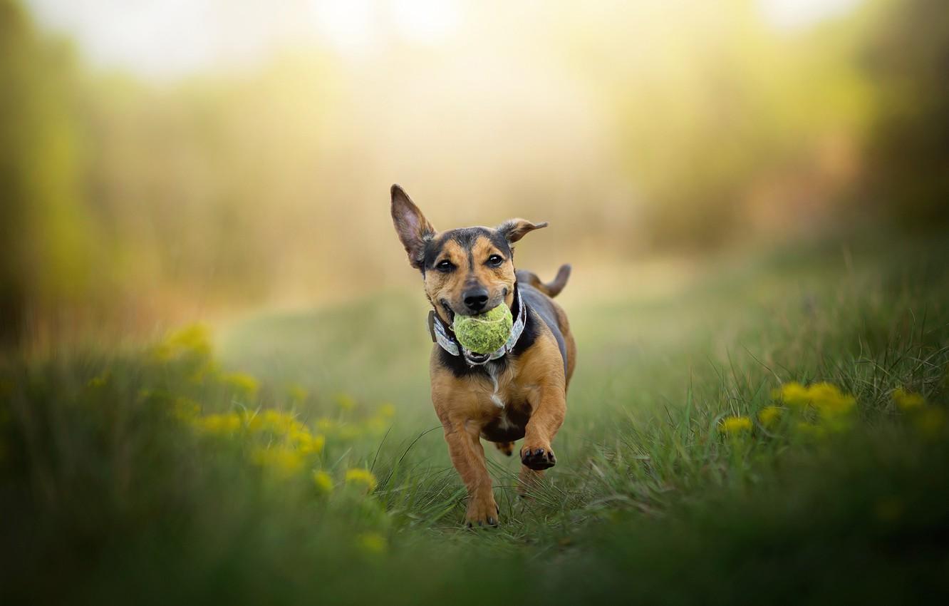 Dog Running Wallpapers - Top Free Dog Running Backgrounds - WallpaperAccess