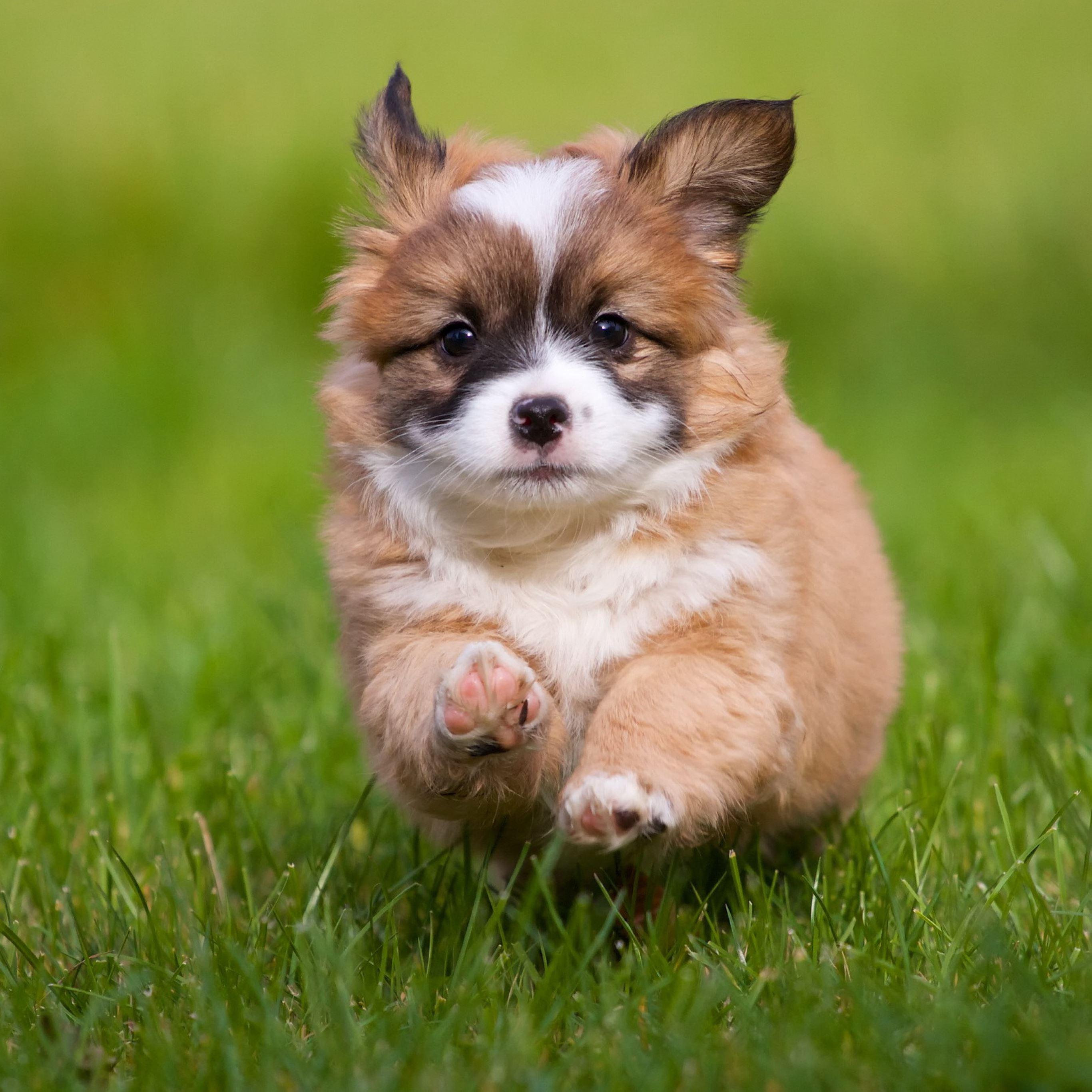 Dog Running Wallpapers - Top Free Dog Running Backgrounds - WallpaperAccess