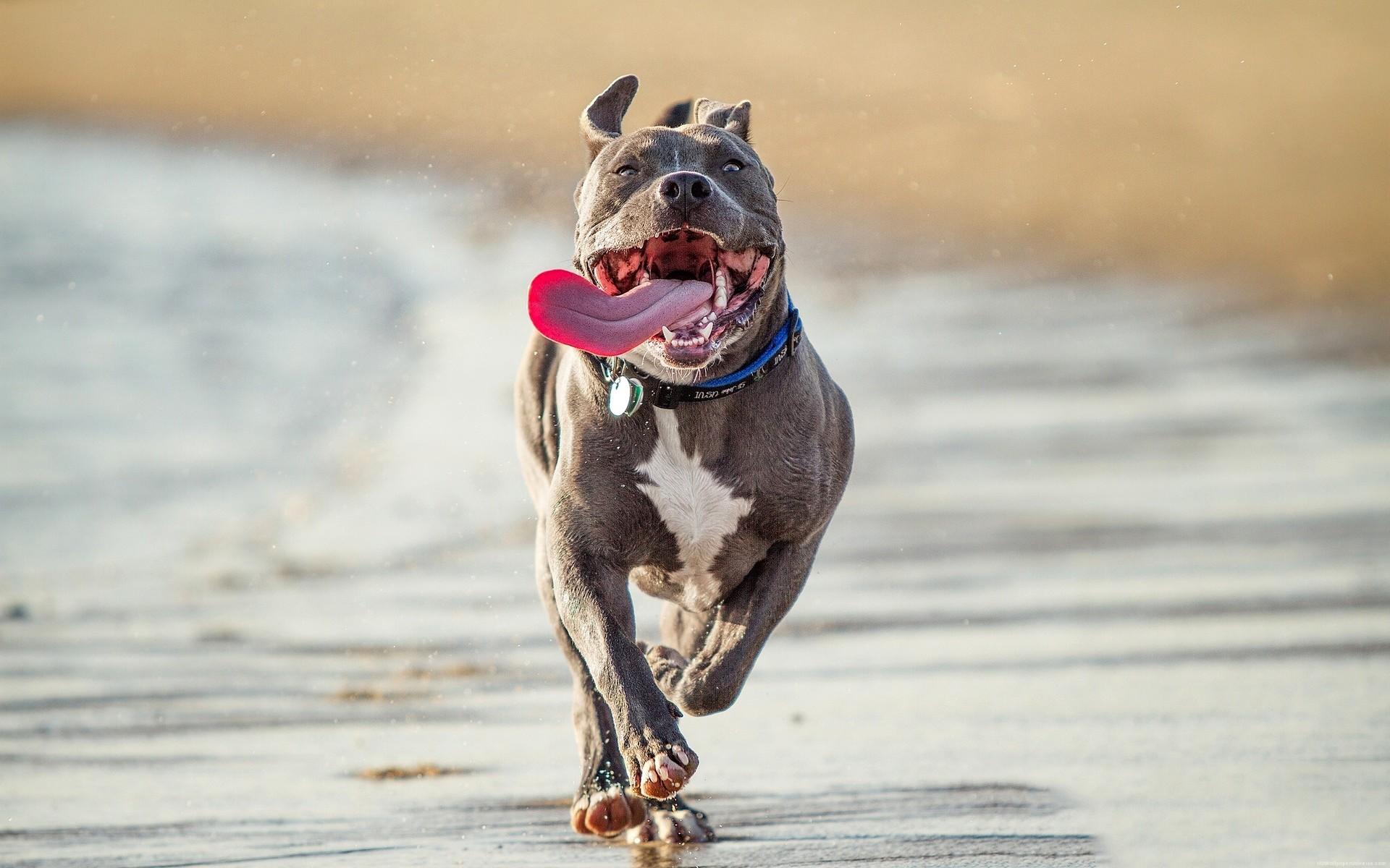 Dog Running Wallpapers - Top Free Dog Running Backgrounds - WallpaperAccess
