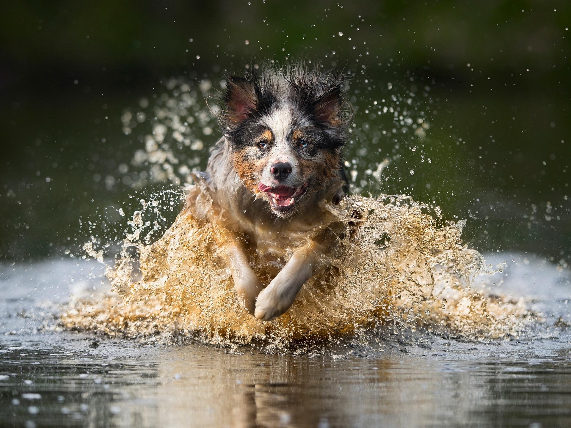 Dog Running Wallpapers - Top Free Dog Running Backgrounds - WallpaperAccess