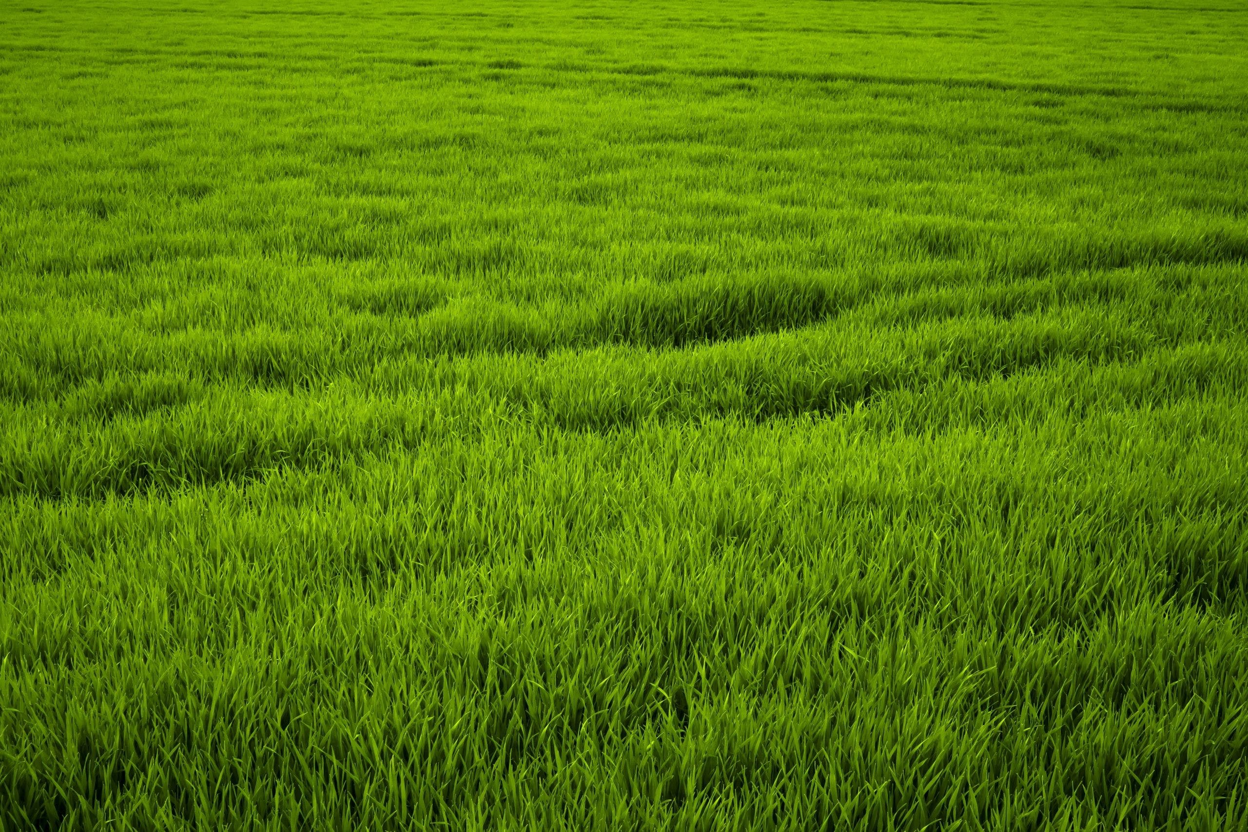 Grassy Field Wallpapers - Top Free Grassy Field Backgrounds ...