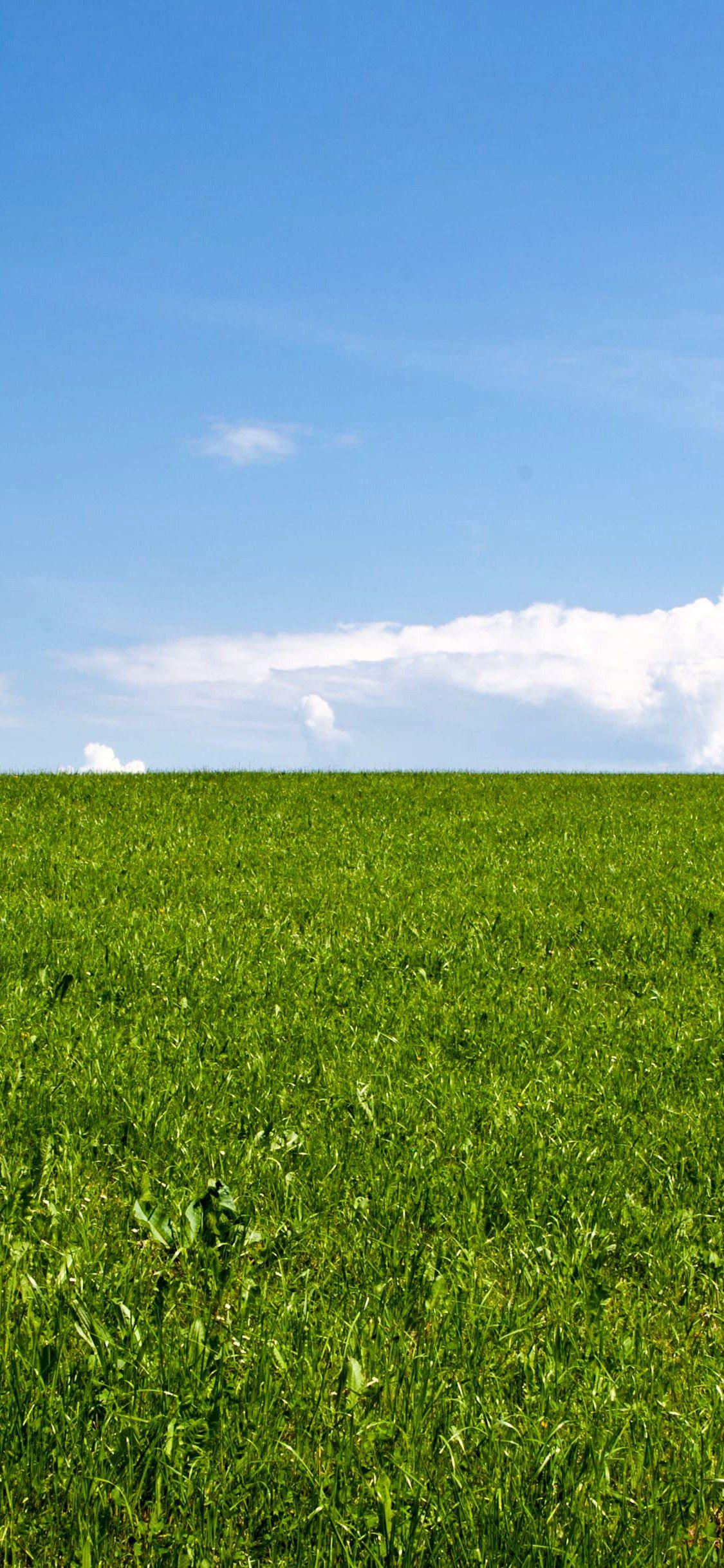 Grassy Field Wallpapers - Top Free Grassy Field Backgrounds ...