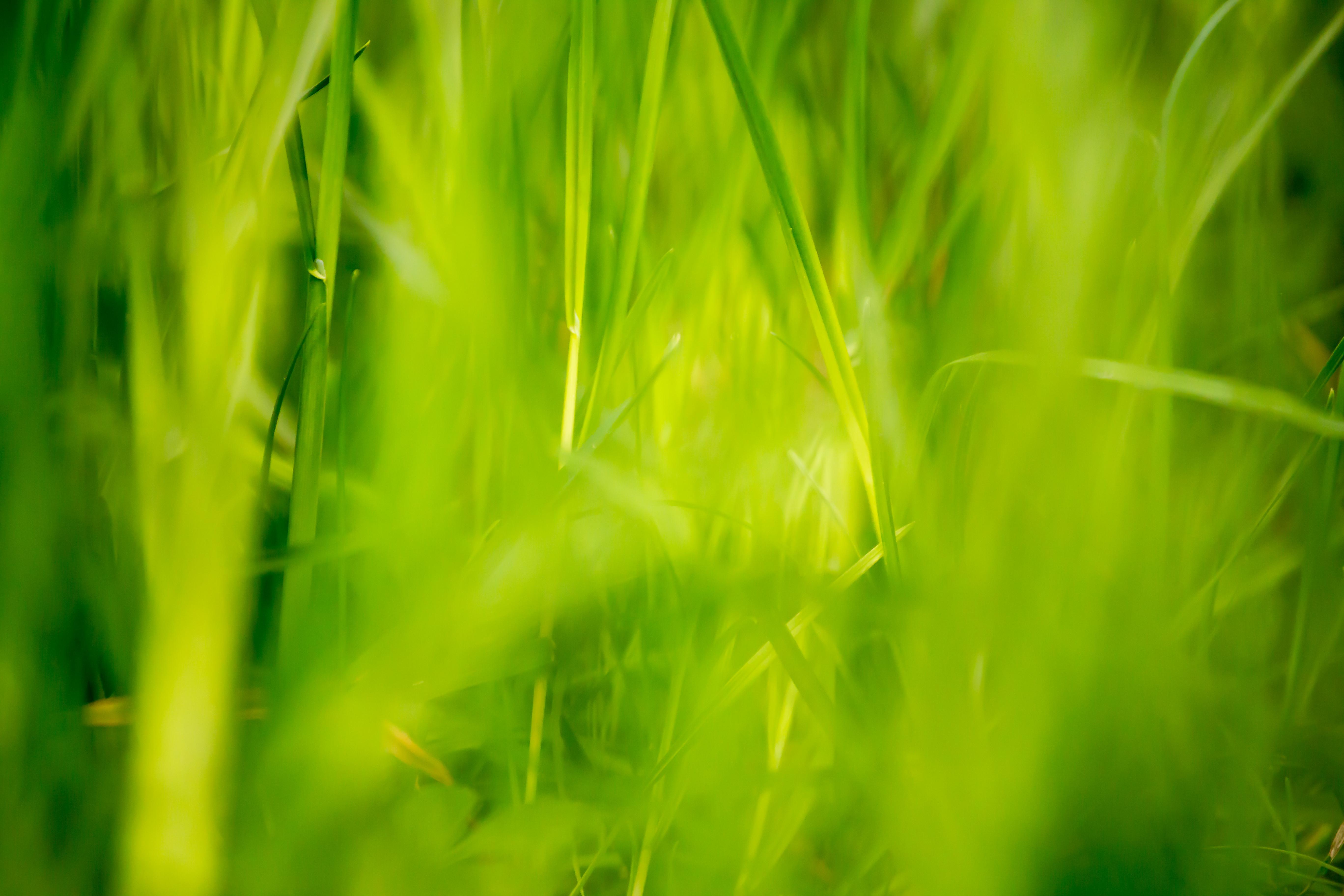 Grassy Field Wallpapers - Top Free Grassy Field Backgrounds ...