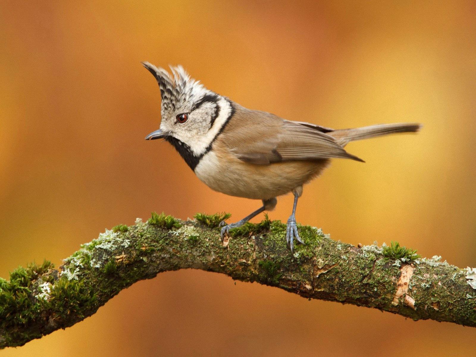 Twitter Bird Wallpapers - Top Free Twitter Bird Backgrounds ...