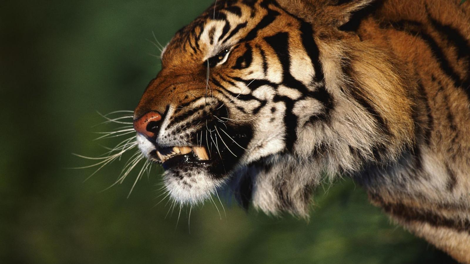 Terrible Wallpapers - Top Free Terrible Backgrounds - WallpaperAccess