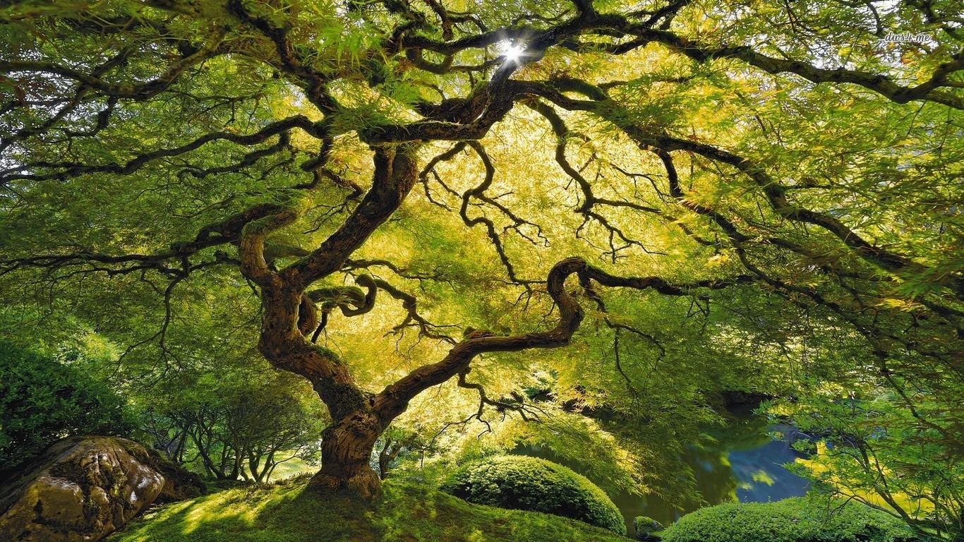 Inner Peace Wallpapers - Top Free Inner Peace Backgrounds - WallpaperAccess