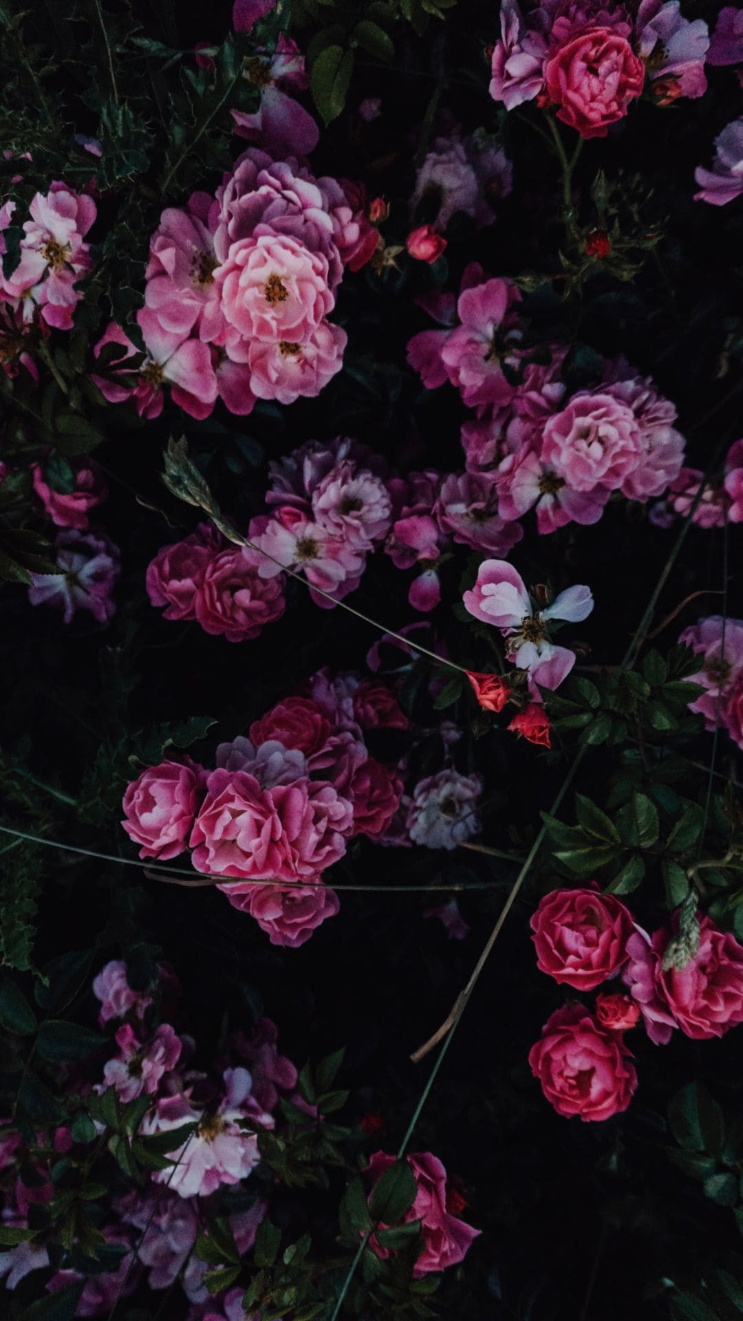 Chill Flower Wallpapers - Top Free Chill Flower Backgrounds ...