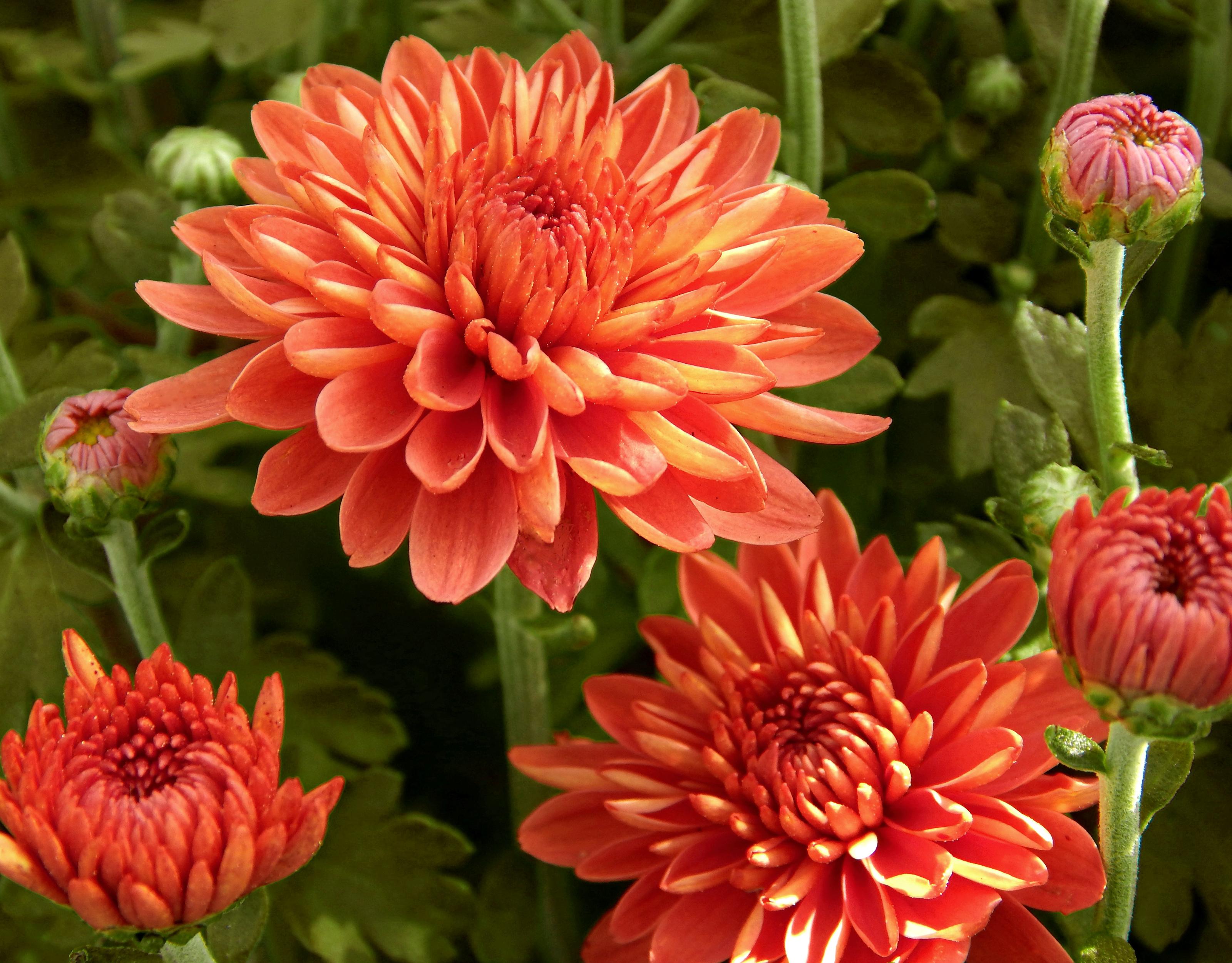 Coral Flowers Desktop Wallpapers - Top Free Coral Flowers Desktop ...