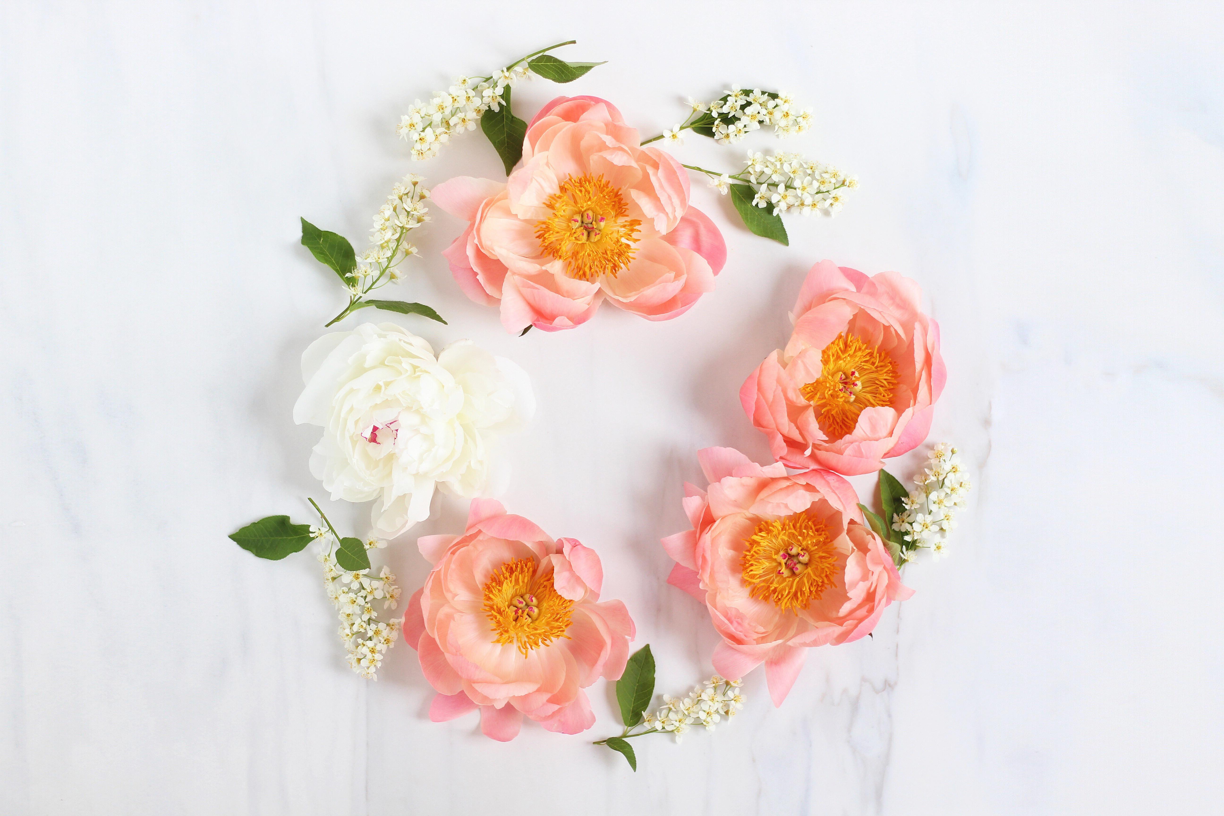 Coral Flowers Desktop Wallpapers - Top Free Coral Flowers Desktop ...