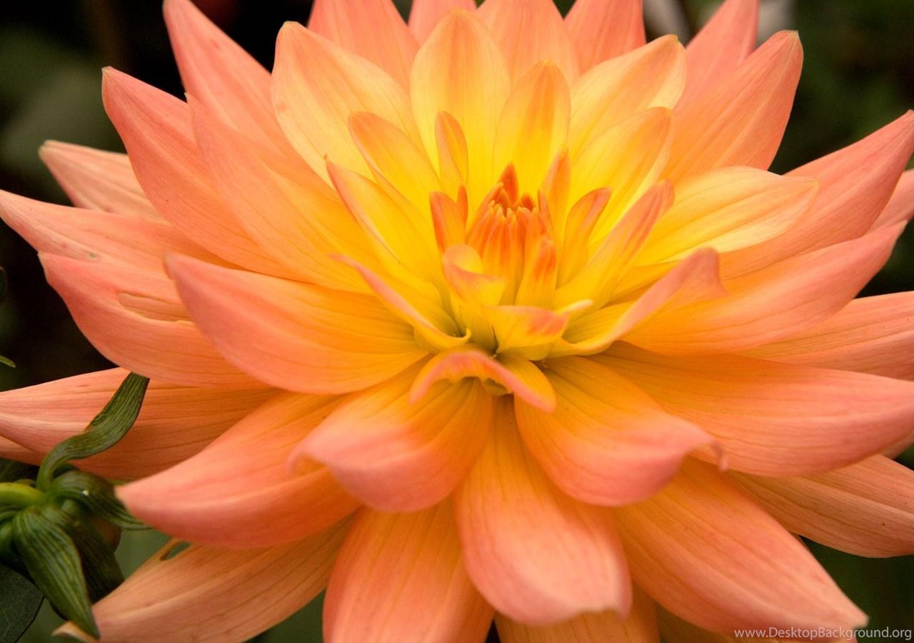 Coral Flowers Desktop Wallpapers - Top Free Coral Flowers Desktop ...