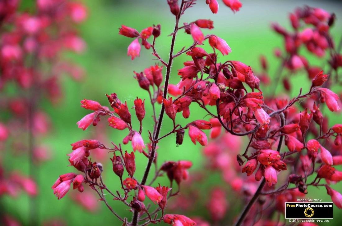 Coral Flowers Desktop Wallpapers - Top Free Coral Flowers Desktop ...