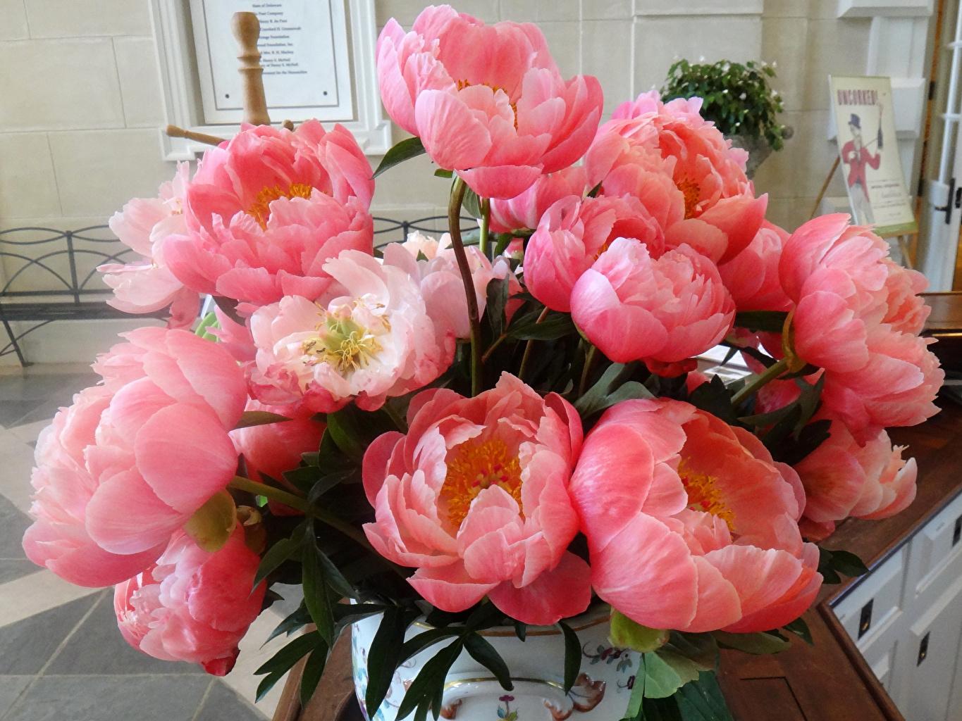 Coral Flowers Desktop Wallpapers - Top Free Coral Flowers Desktop ...