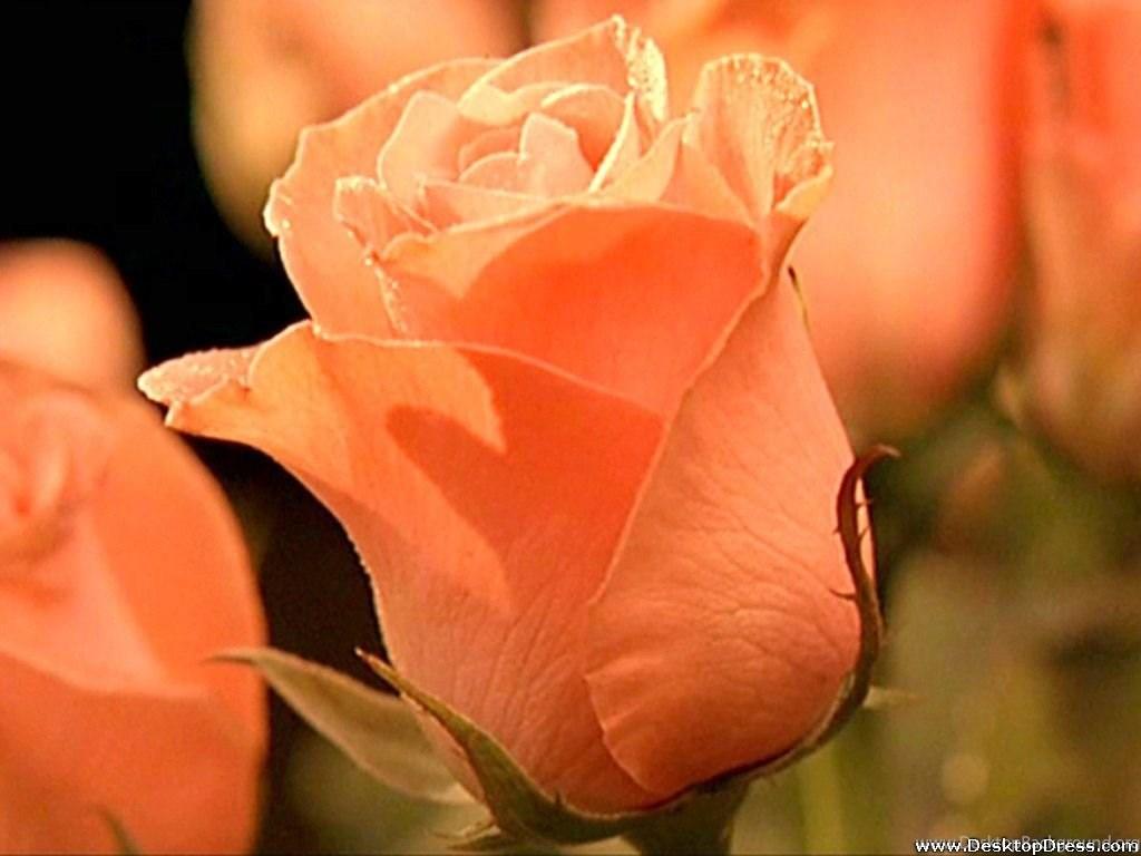 Coral Flowers Desktop Wallpapers - Top Free Coral Flowers Desktop ...