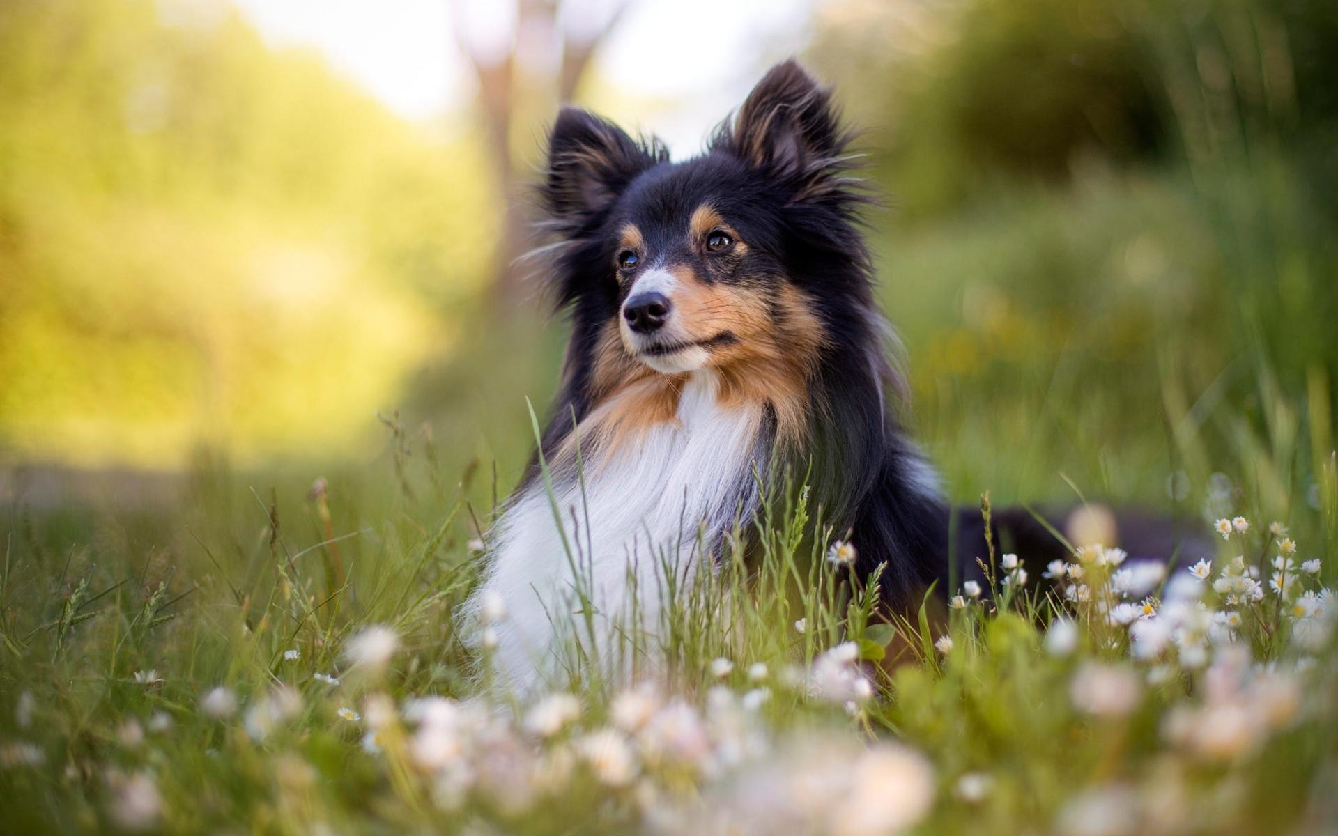 Sheltie Wallpapers - Top Free Sheltie Backgrounds - WallpaperAccess