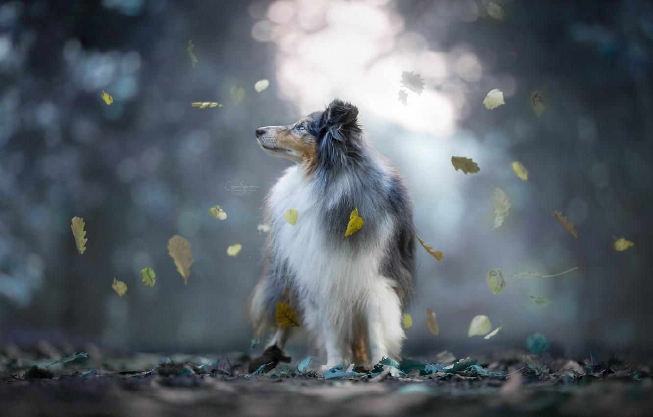 Sheltie Wallpapers - Top Free Sheltie Backgrounds - WallpaperAccess