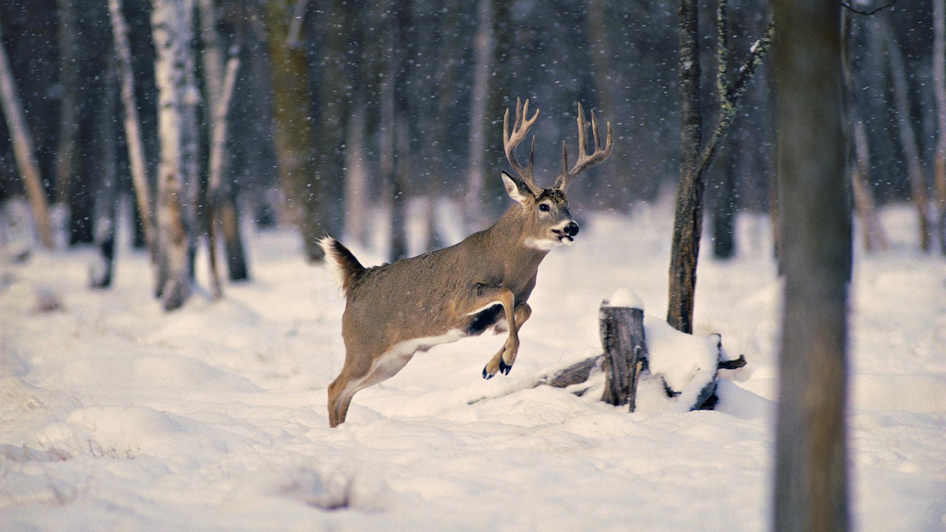 Deer in Snow Wallpapers - Top Free Deer in Snow Backgrounds ...