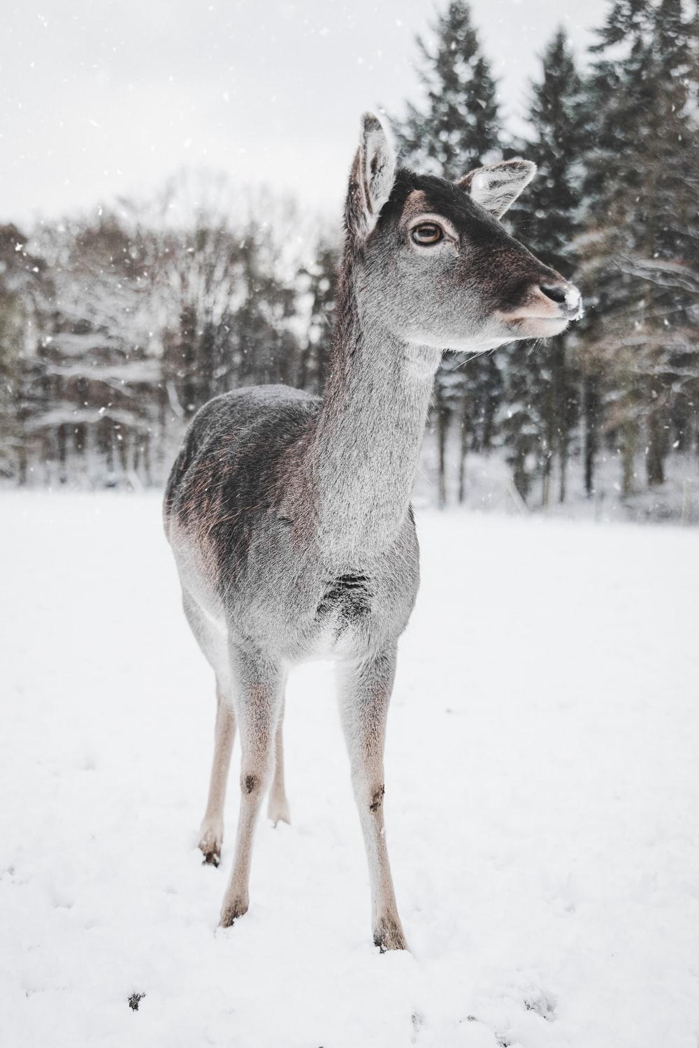 Deer in Snow Wallpapers - Top Free Deer in Snow Backgrounds ...