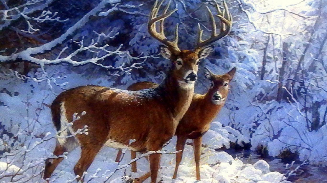 Deer in Snow Wallpapers - Top Free Deer in Snow Backgrounds ...