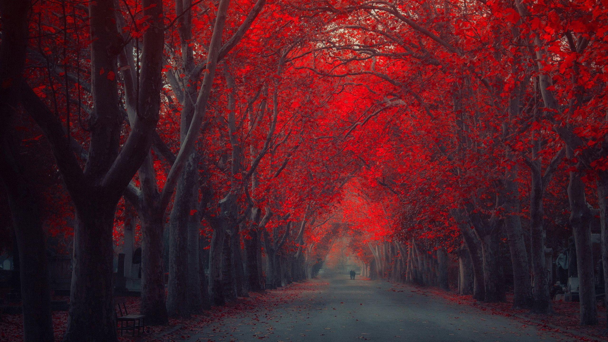 2560X1440 Red Art Wallpapers - Top Free 2560X1440 Red Art Backgrounds ...