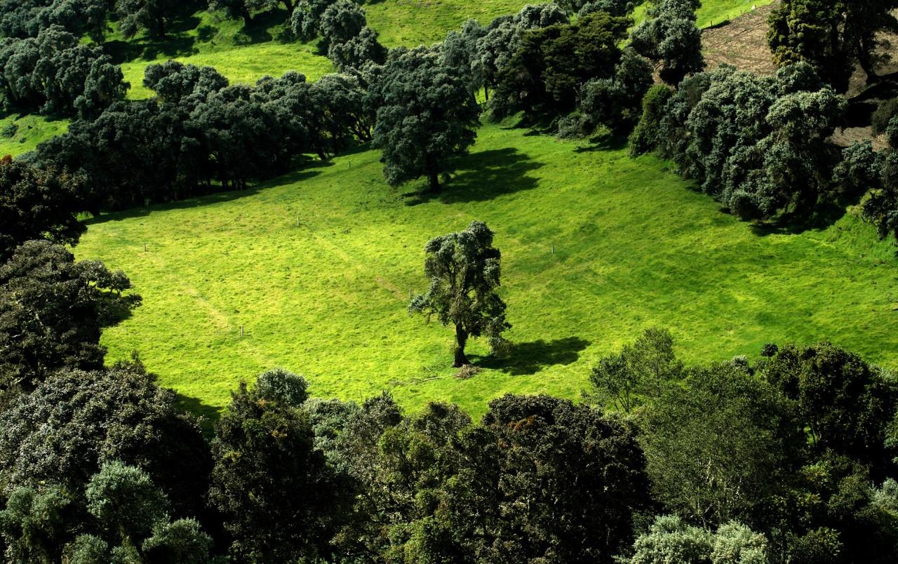 Deep Green Wallpapers - Top Free Deep Green Backgrounds - WallpaperAccess