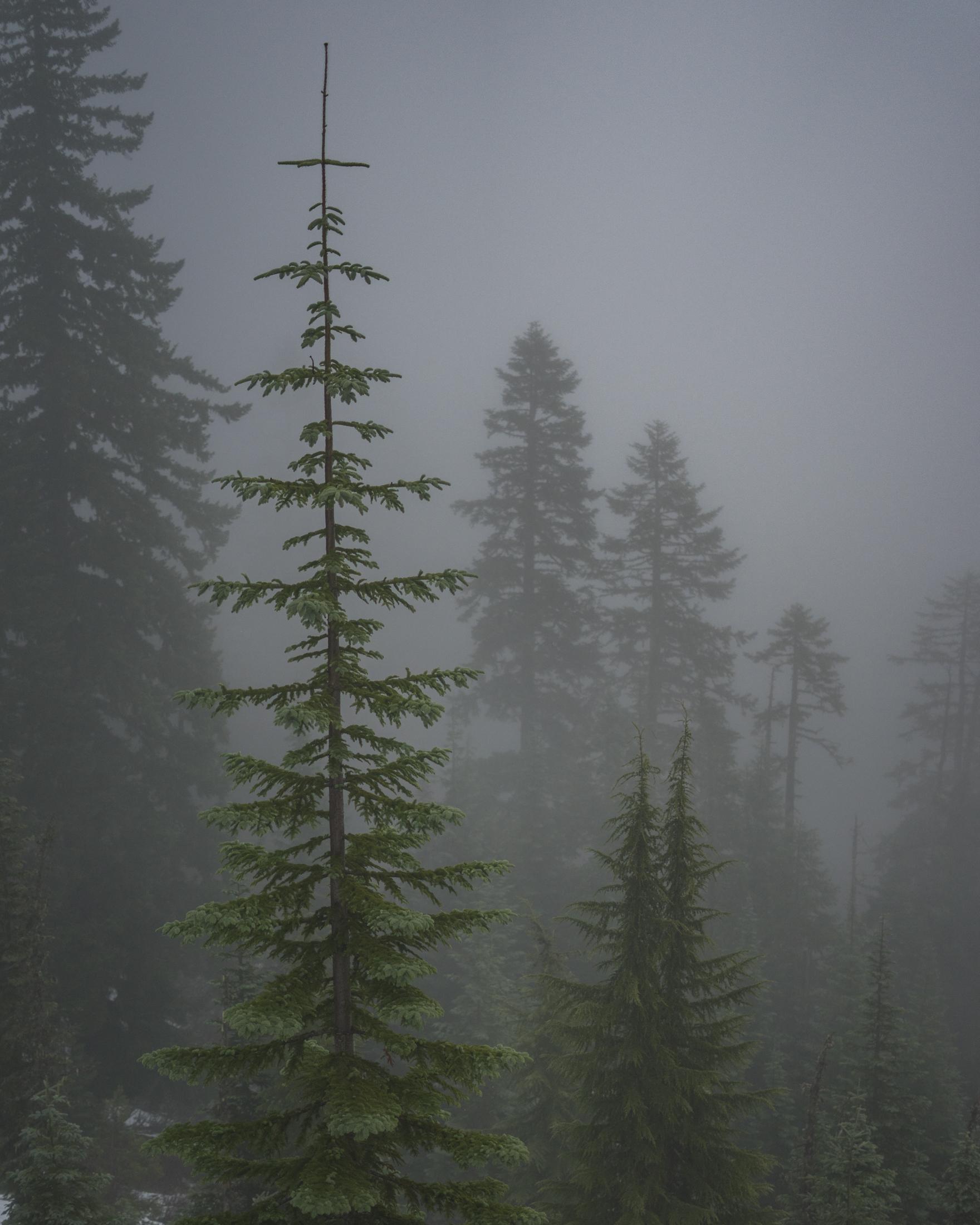 National Forest Wallpapers - Top Free National Forest Backgrounds ...