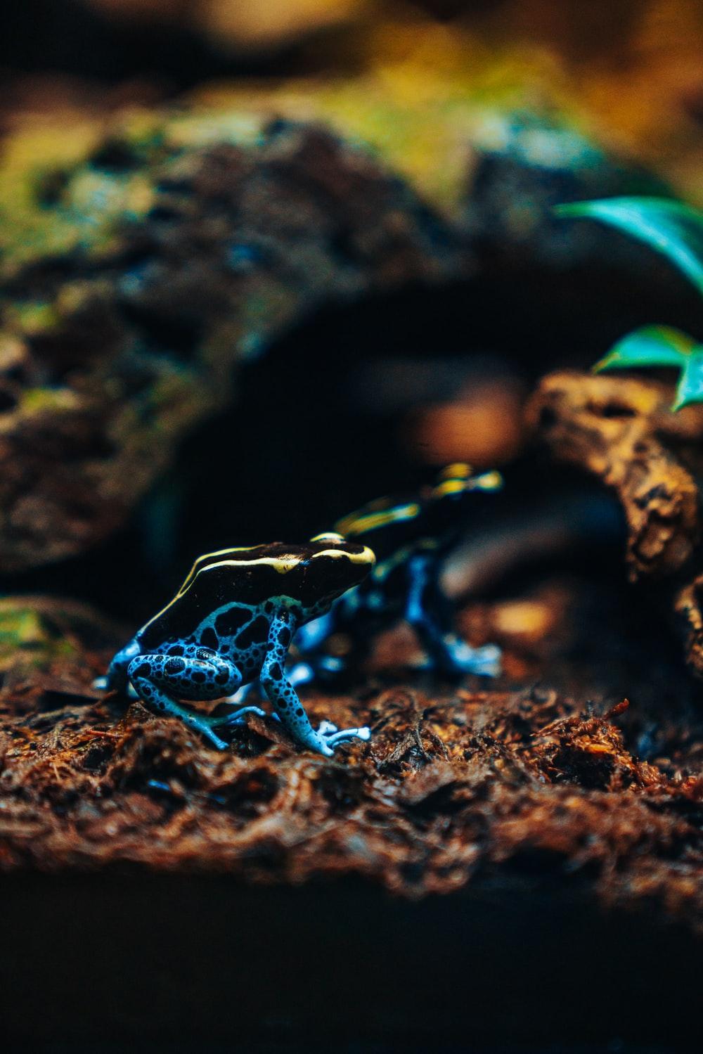 Blue Frog Wallpapers - Top Free Blue Frog Backgrounds - WallpaperAccess