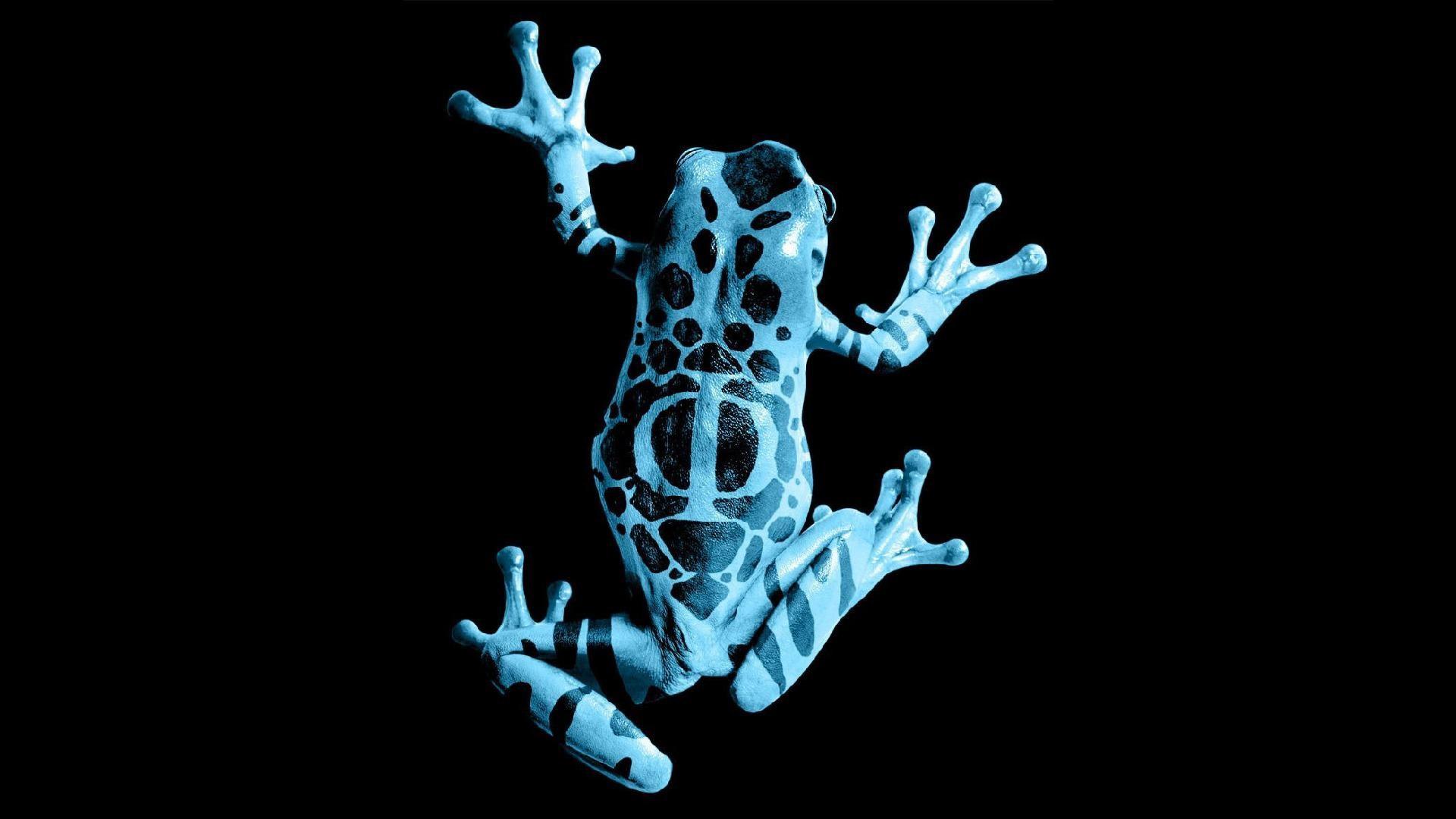 Blue Frog Wallpapers - Top Free Blue Frog Backgrounds - WallpaperAccess