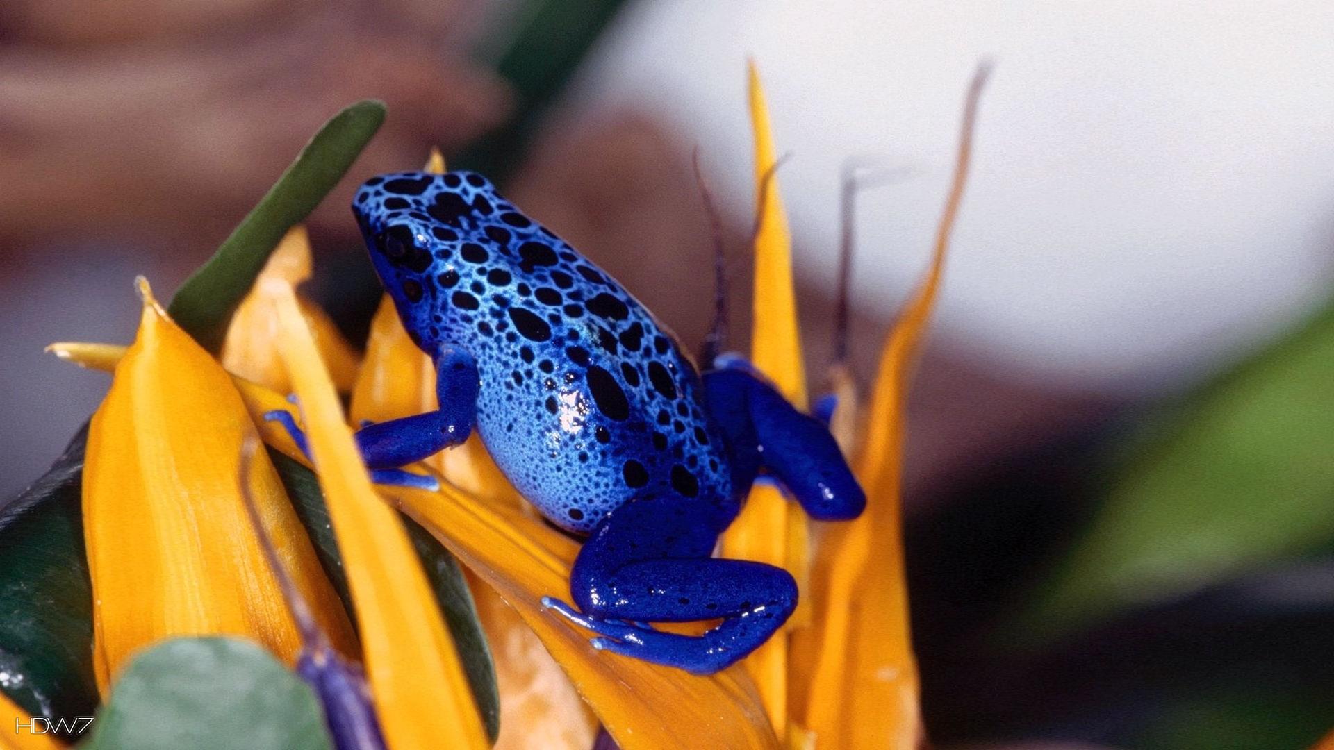 Blue Frog Wallpapers - Top Free Blue Frog Backgrounds - WallpaperAccess