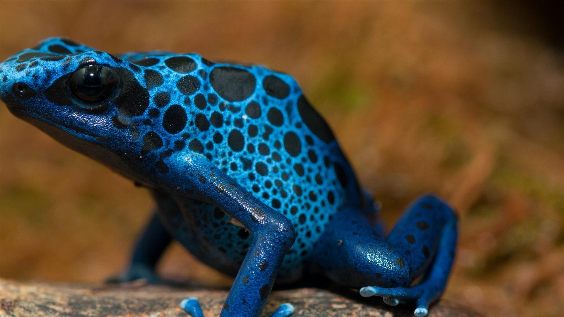 Blue Frog Wallpapers - Top Free Blue Frog Backgrounds - WallpaperAccess