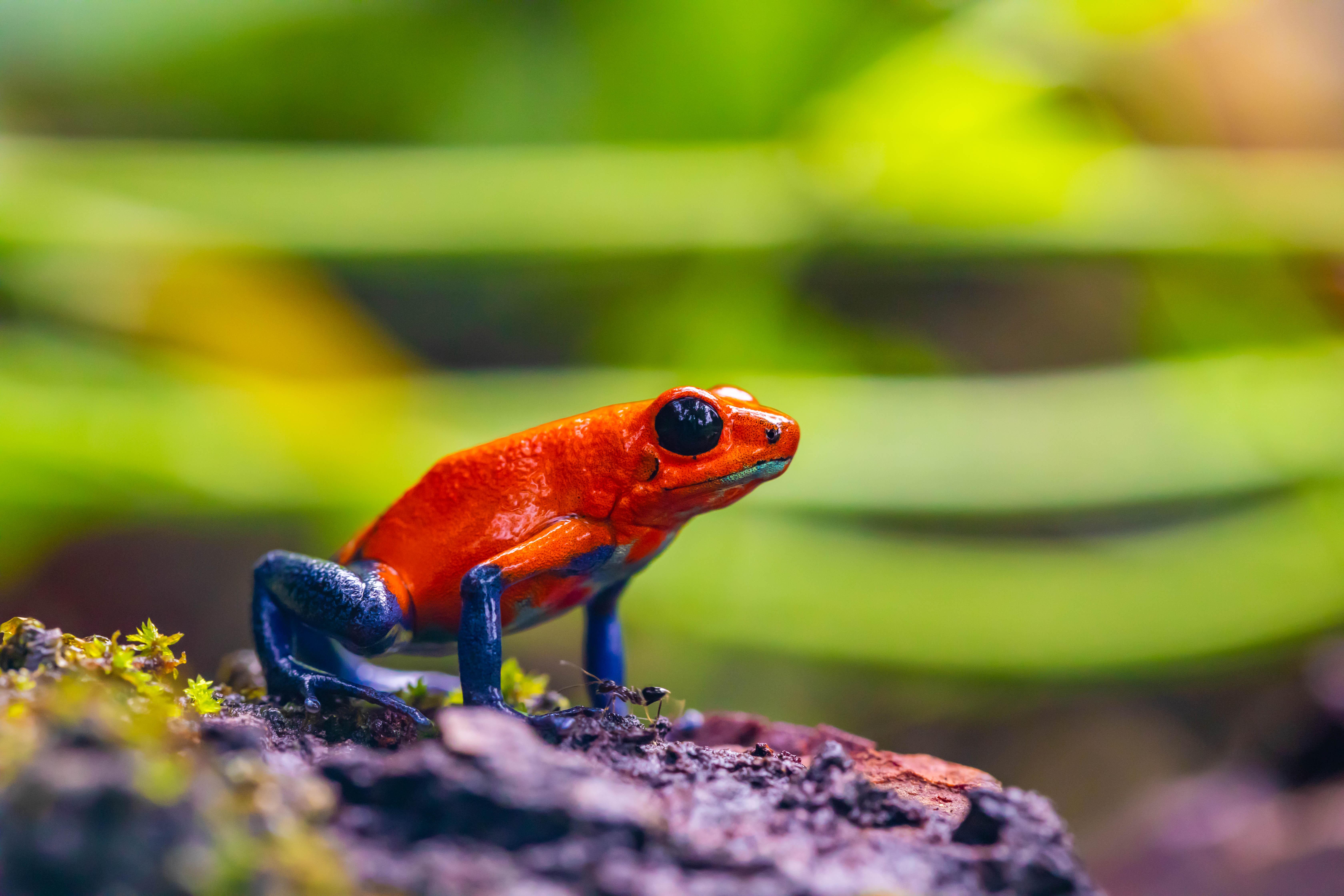 Blue Frog Wallpapers - Top Free Blue Frog Backgrounds - WallpaperAccess