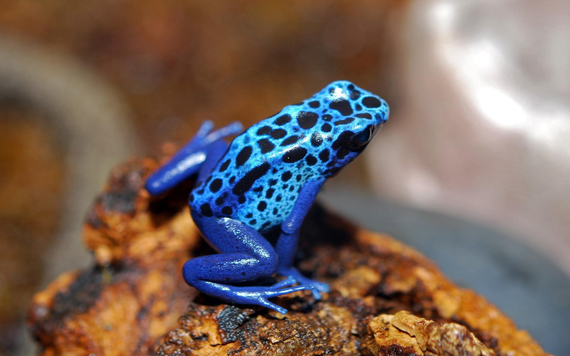 Blue Frog Wallpapers - Top Free Blue Frog Backgrounds - WallpaperAccess