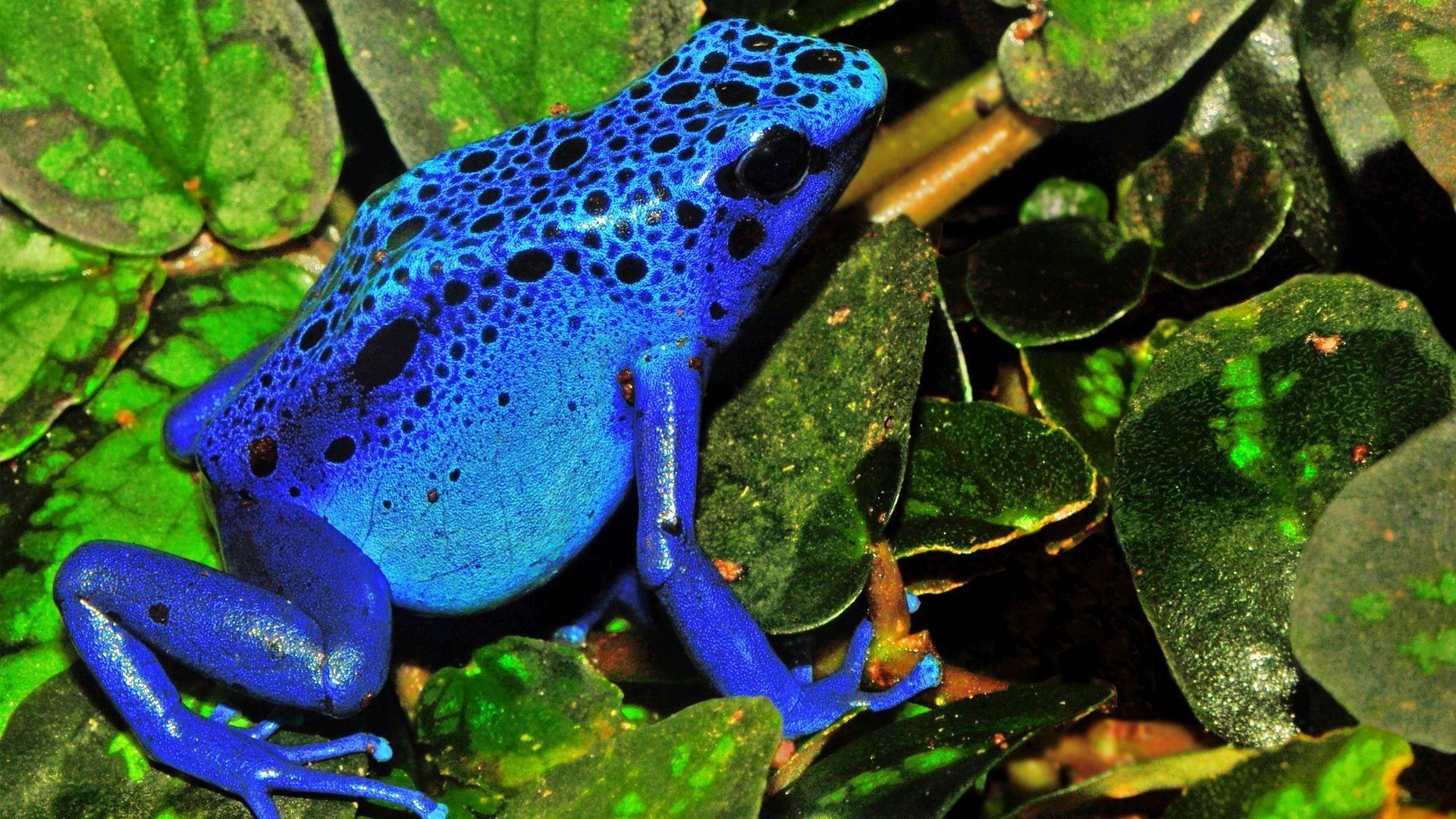 Blue Frog Wallpapers - Top Free Blue Frog Backgrounds - WallpaperAccess
