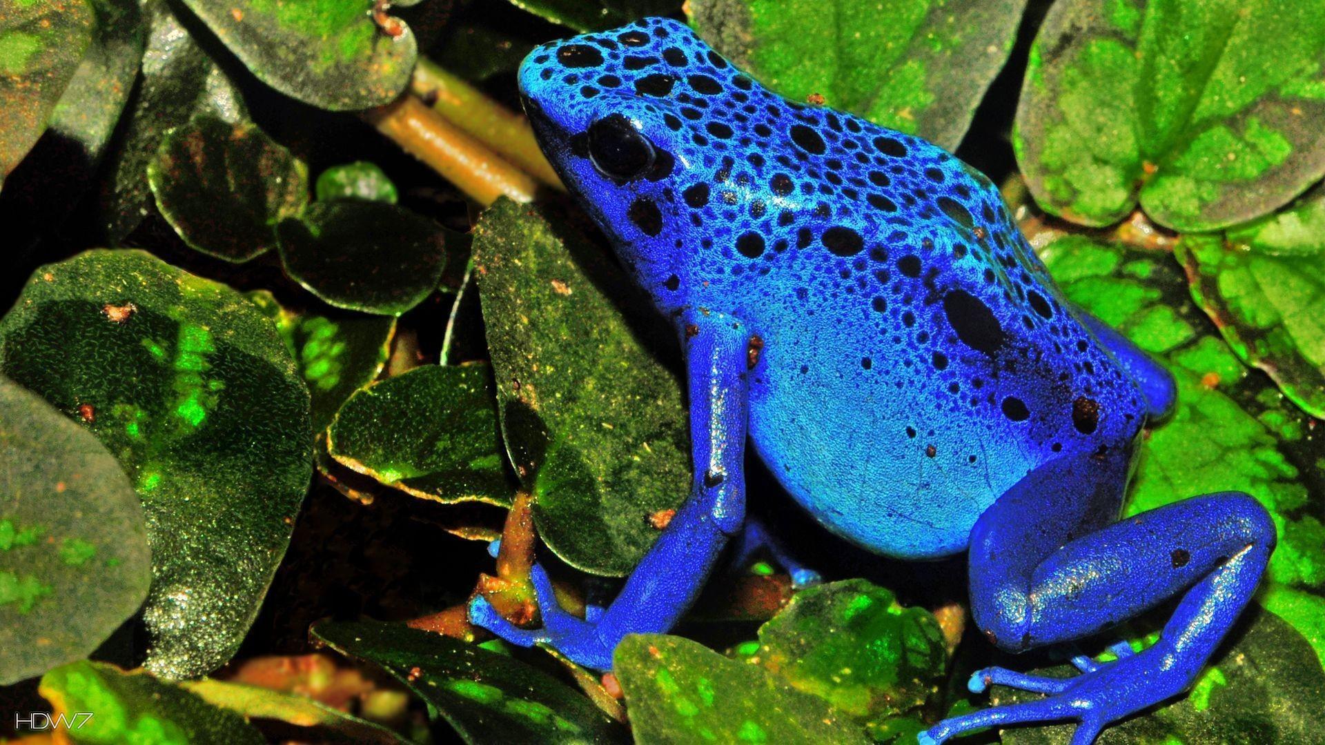 Blue Frog Wallpapers - Top Free Blue Frog Backgrounds - WallpaperAccess