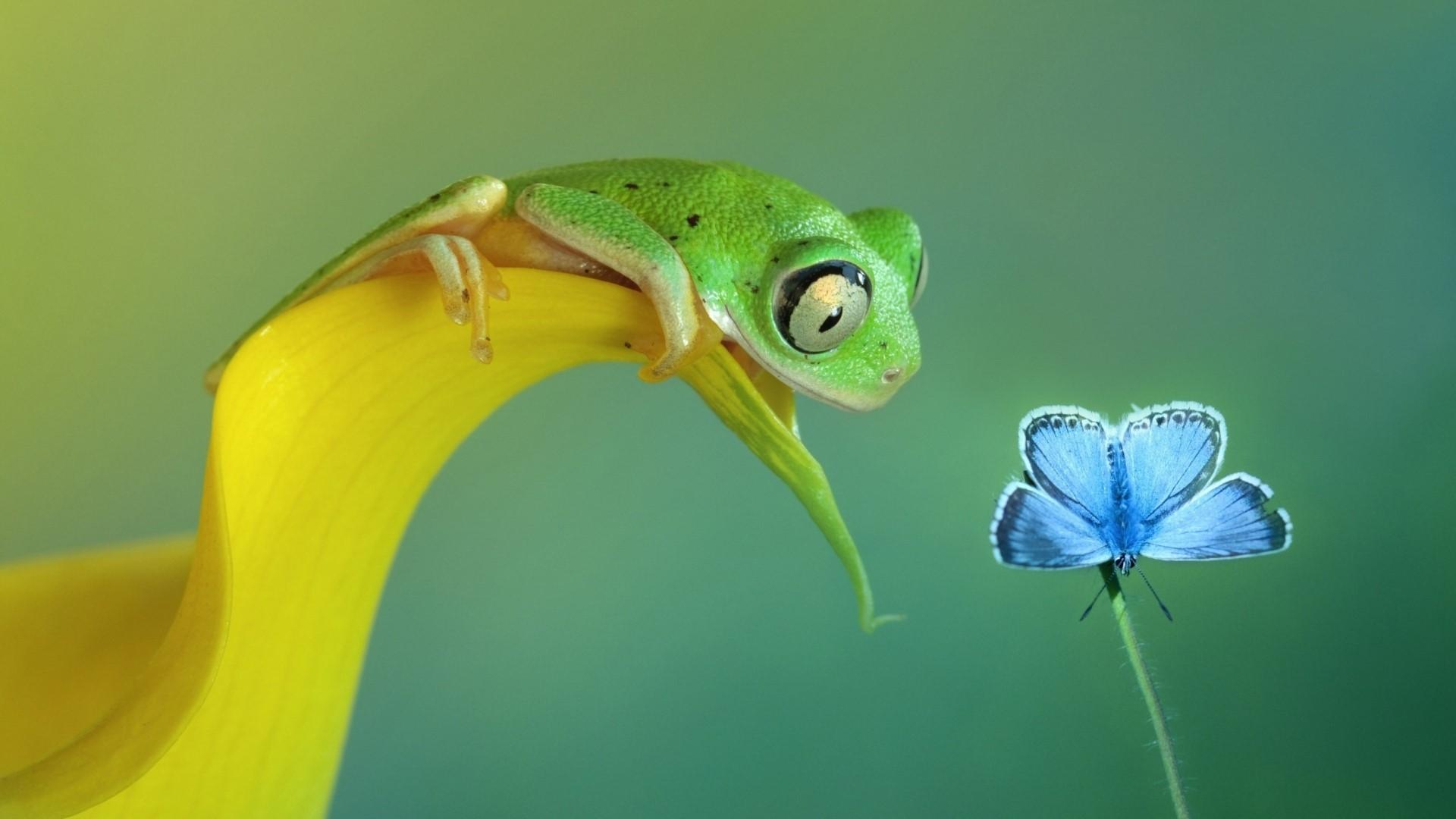 Blue Frog Wallpapers - Top Free Blue Frog Backgrounds - WallpaperAccess
