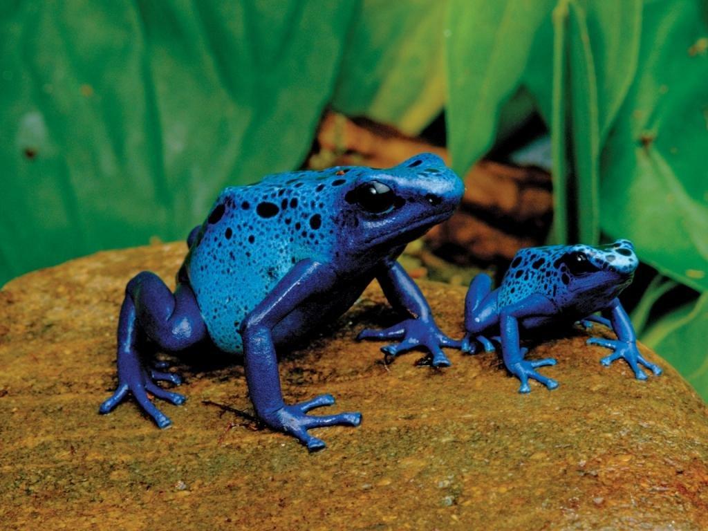 Blue Frog Wallpapers - Top Free Blue Frog Backgrounds - WallpaperAccess