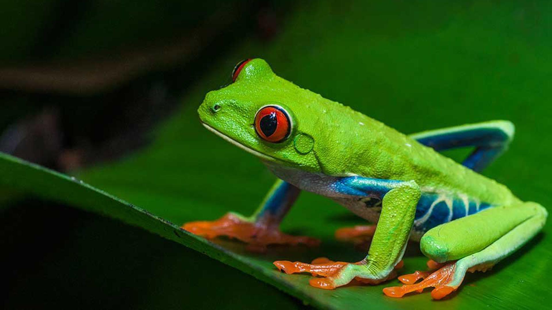 Blue Frog Wallpapers - Top Free Blue Frog Backgrounds - WallpaperAccess Blue Frog Wallpapers - Top Free Blue Frog Backgrounds - WallpaperAccess