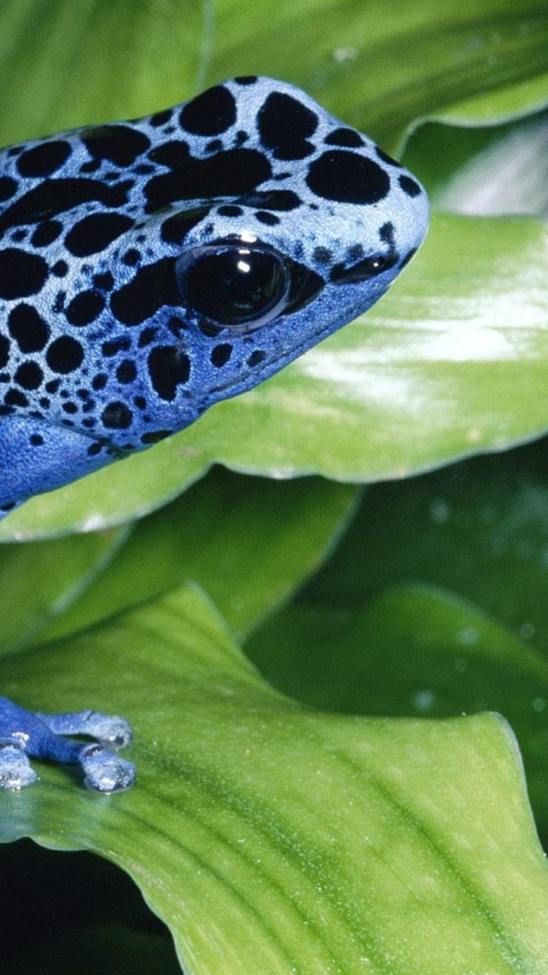 Blue Frog Wallpapers - Top Free Blue Frog Backgrounds - WallpaperAccess