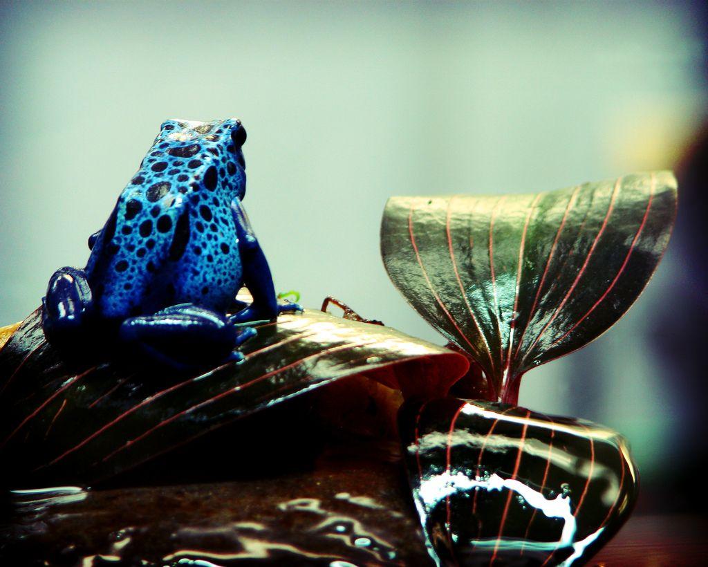 Blue Frog Wallpapers - Top Free Blue Frog Backgrounds - WallpaperAccess