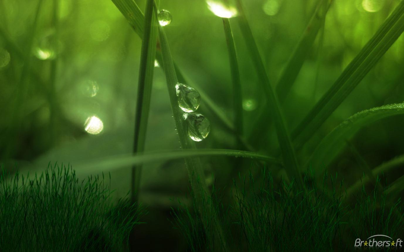 Green World Wallpapers - Top Free Green World Backgrounds - WallpaperAccess