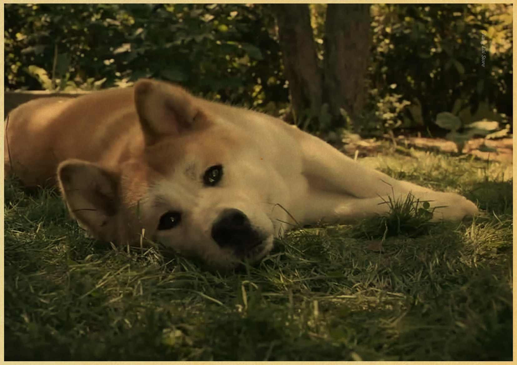 Hachiko Wallpapers - Top Free Hachiko Backgrounds - WallpaperAccess