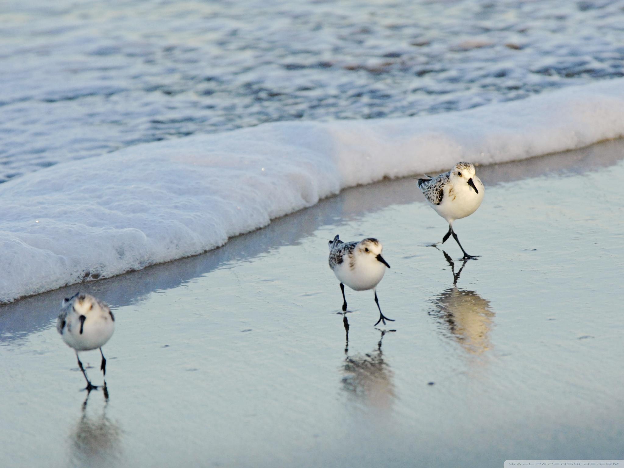 Beach Birds Wallpapers - Top Free Beach Birds Backgrounds - WallpaperAccess