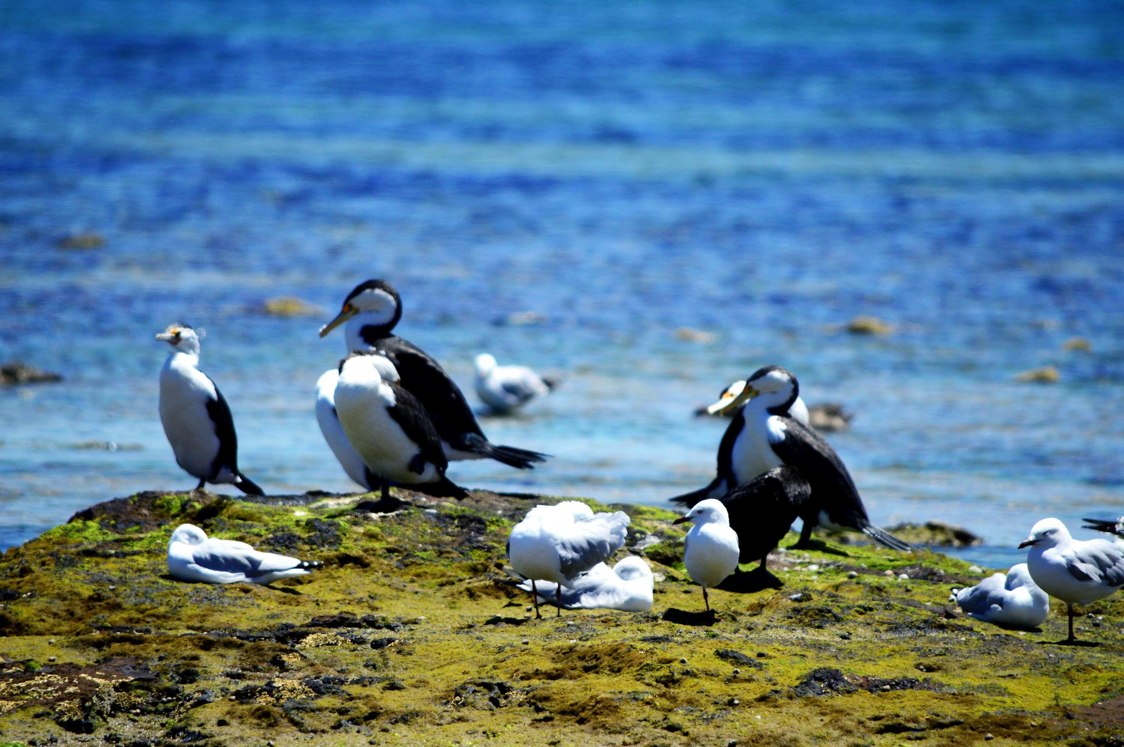 Beach Birds Wallpapers - Top Free Beach Birds Backgrounds - WallpaperAccess