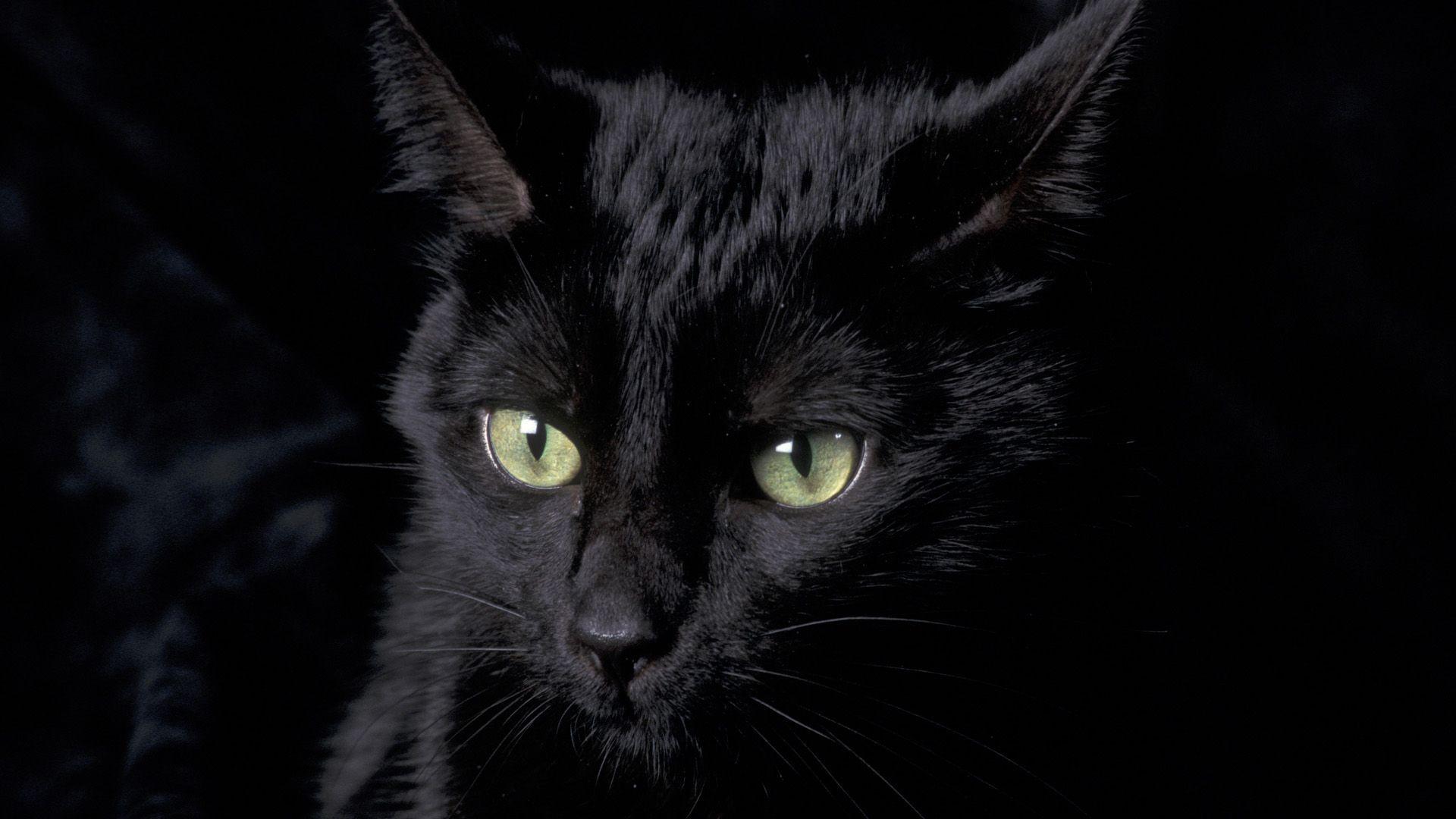 Black Cat HD Desktop Wallpapers - Top Free Black Cat HD Desktop ...